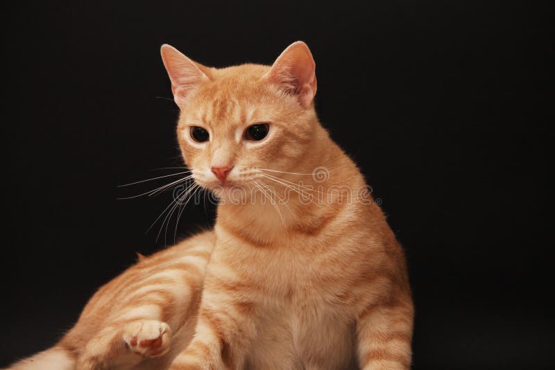 Yellow Cat stock photo. Image of beautiful, short, cute - 62597720
