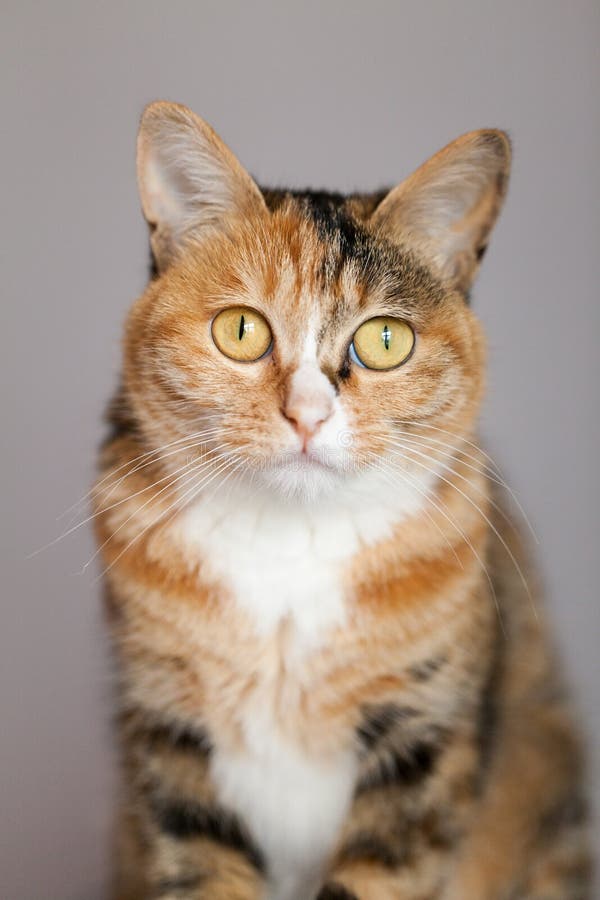 Yellow cat stock image. Image of black, yellow, markings - 72992599