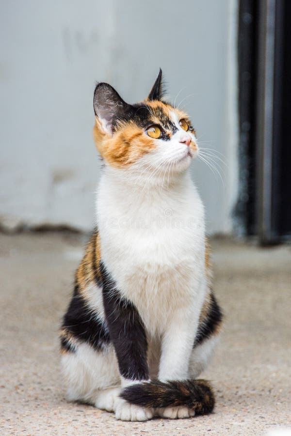 Yellow cat stock photo. Image of yellow, black, critter - 80006514