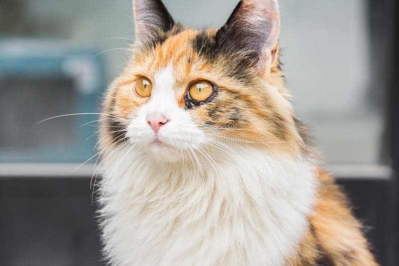 Yellow cat stock photo. Image of cute, black, animal - 80006676