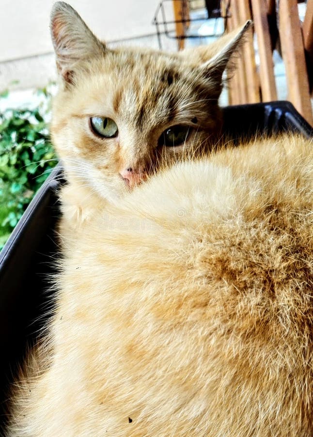 Yellow cat stock photo. Image of interested, orange, furry - 91564358