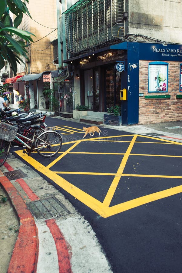 Yellow Cat Crossing the Street Editorial Photography - Image of ...