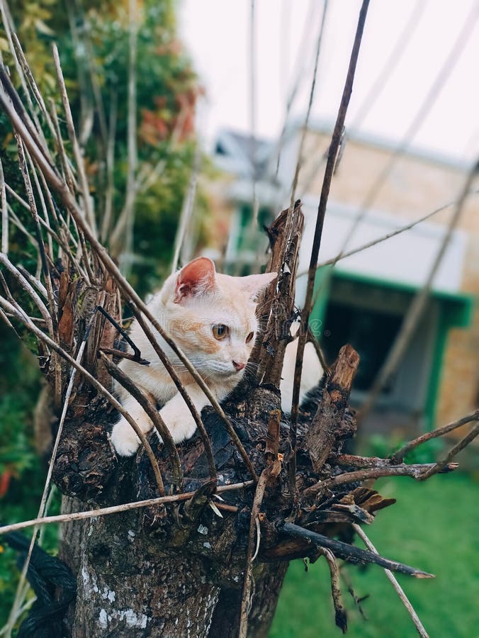 Yellow cat on a dead tree stock photo. Image of grey - 282221058