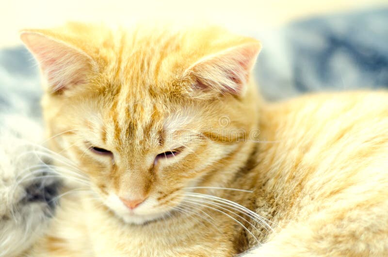 Yellow cat stock photo. Image of purebred, soft, funny - 206082366