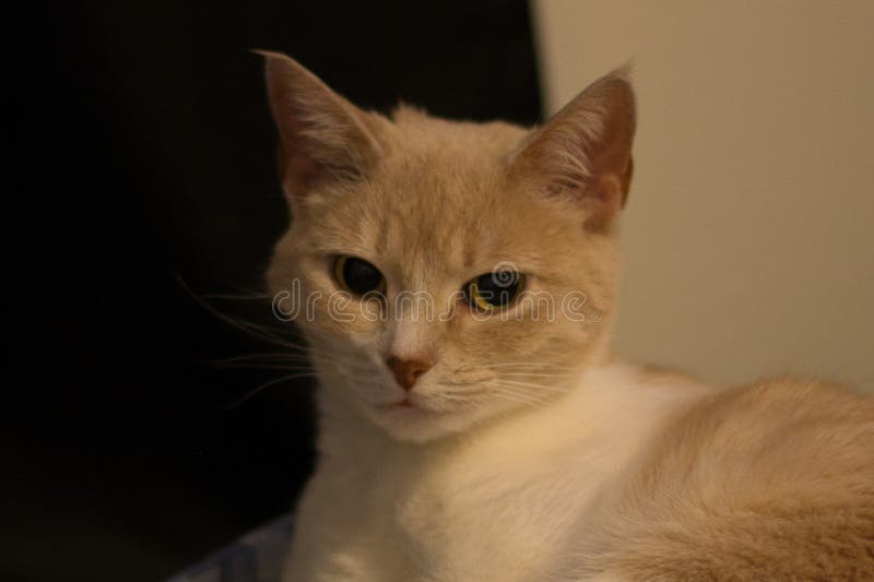 Yellow Cat Sitting on the Bed Stock Photo - Image of wondering ...