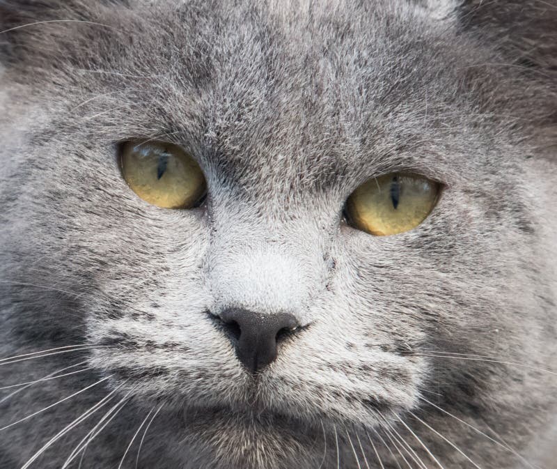 Yellow cat eyes stock image. Image of grey, portrait - 109275095