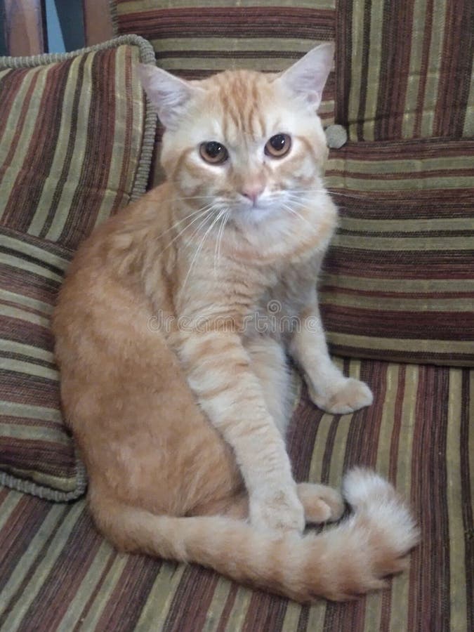 Yellow cat father stock image. Image of pets, yellow - 291172159