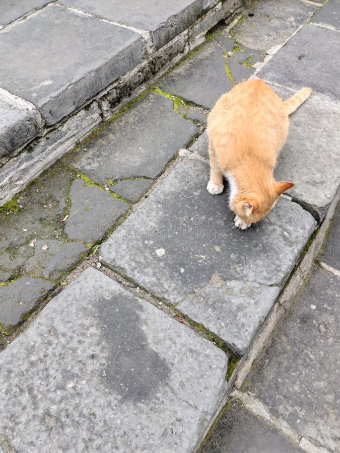 Yellow Cat on Great Wall of China Stock Photo - Image of china, yellow ...
