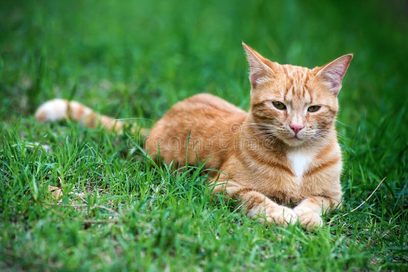 Yellow cat stock image. Image of plant, kitten, whiskers - 63563347