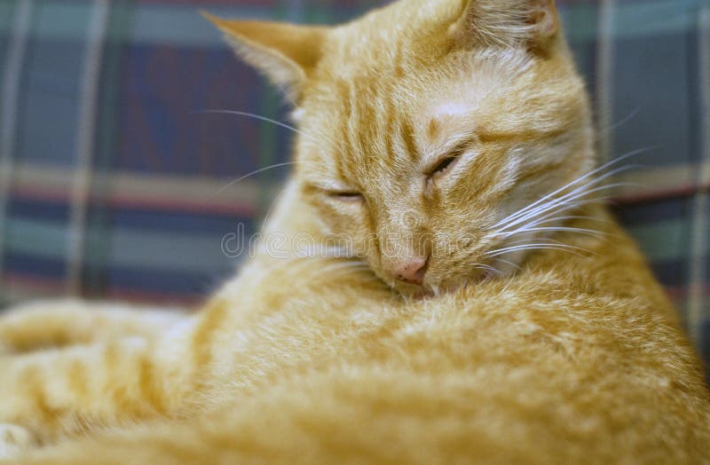 Yellow Cat Grooming stock photo. Image of healthy, pets - 82612826