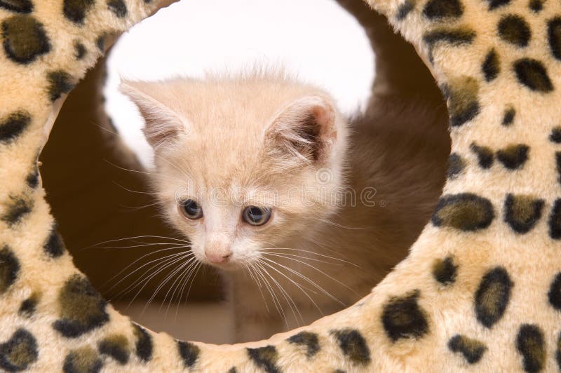 Yellow cat hiding in house stock image. Image of door - 1198667