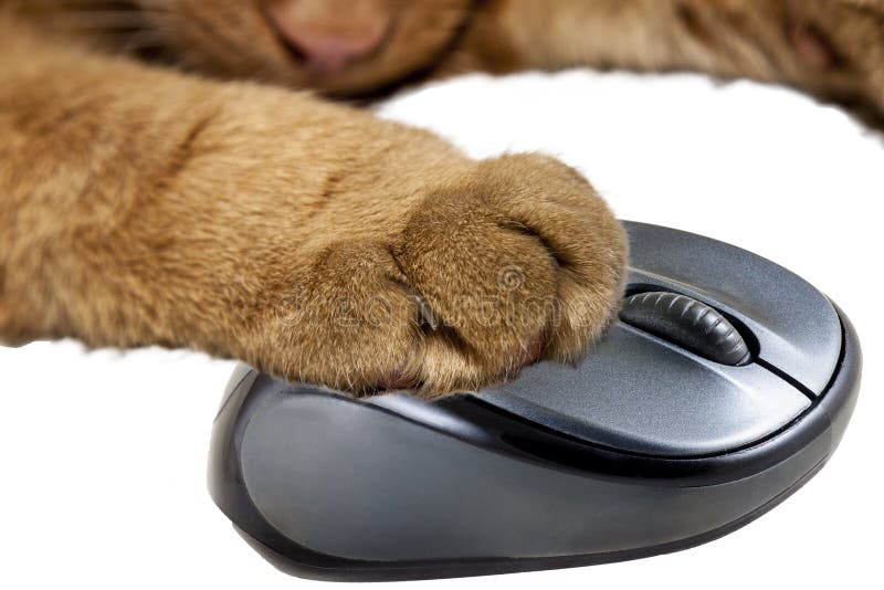 Mousetrap Hole Cat stock photo. Image of business, metaphor - 3463604