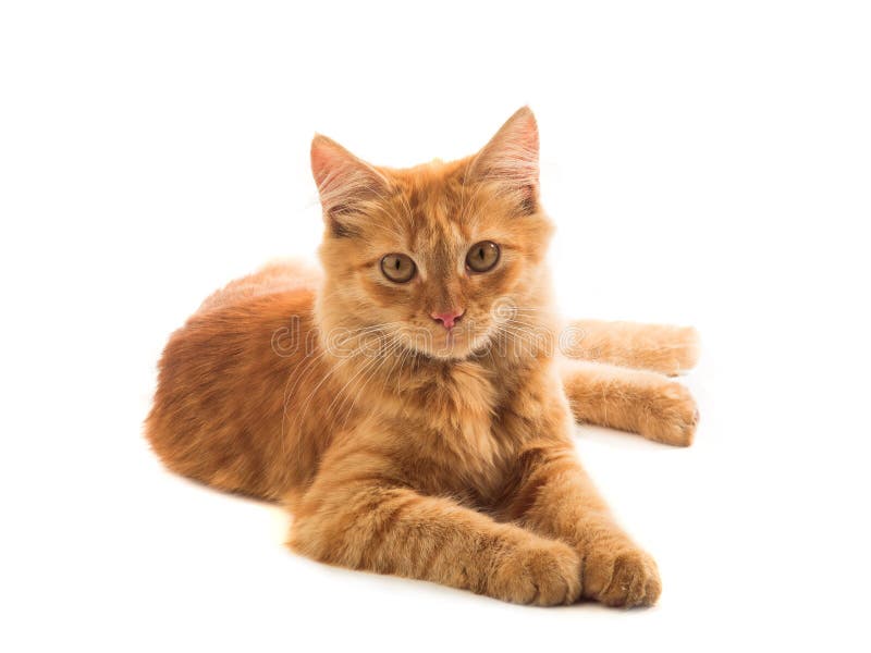 Yellow cat isolated stock image. Image of isolated, hair - 125414691