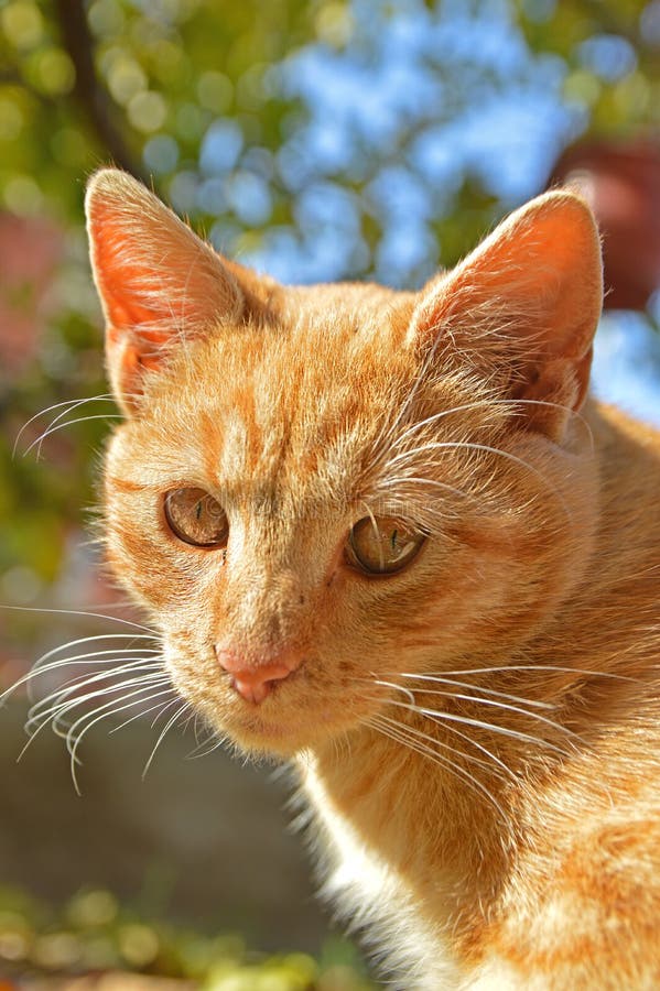 Yellow cat like tiger stock photo. Image of serbiann - 260581642