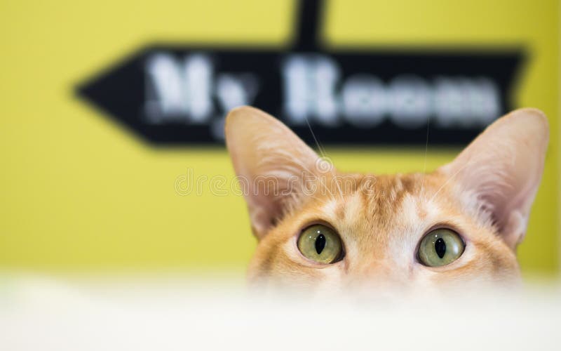 Yellow cat stock photo. Image of fauna, furry, mammal - 54440346