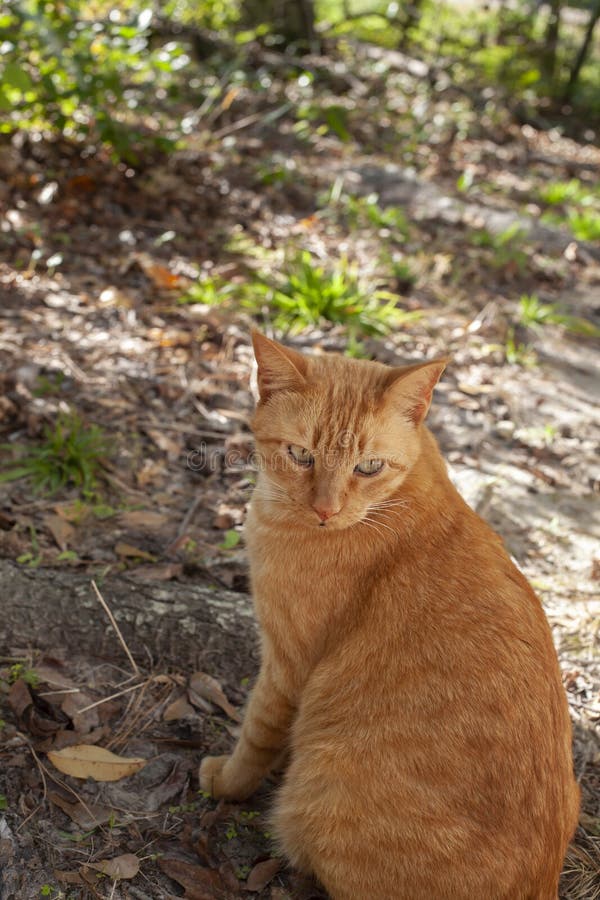 Yellow Cat Looking Back stock image. Image of mammal - 207888377