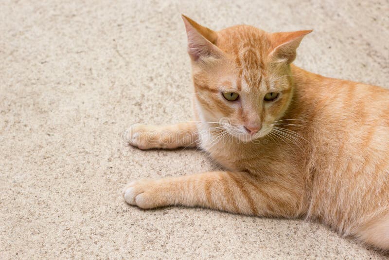 Yellow cat stock image. Image of animal, baby, single - 57098783