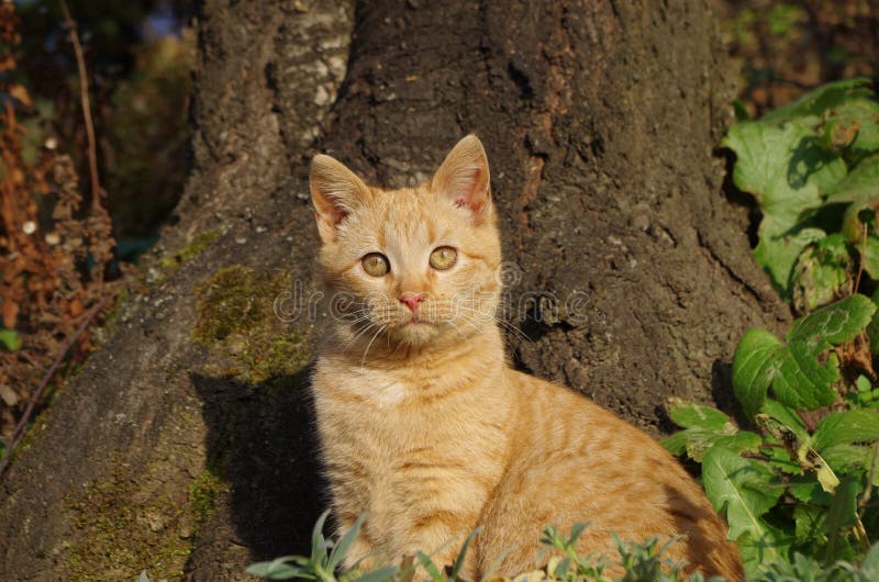 Yellow cat stock image. Image of nature, view, domestic - 36674691