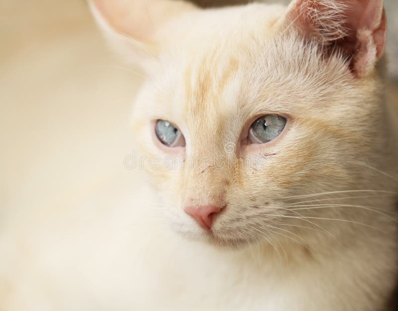 Yellow cat portrait stock photo. Image of company, cute - 26166172