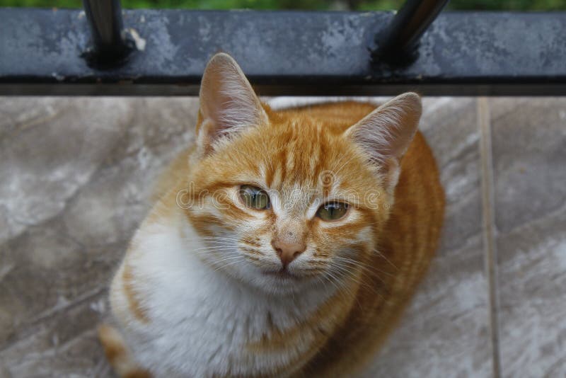 Yellow cat portrait. stock photo. Image of green, bird - 165483080