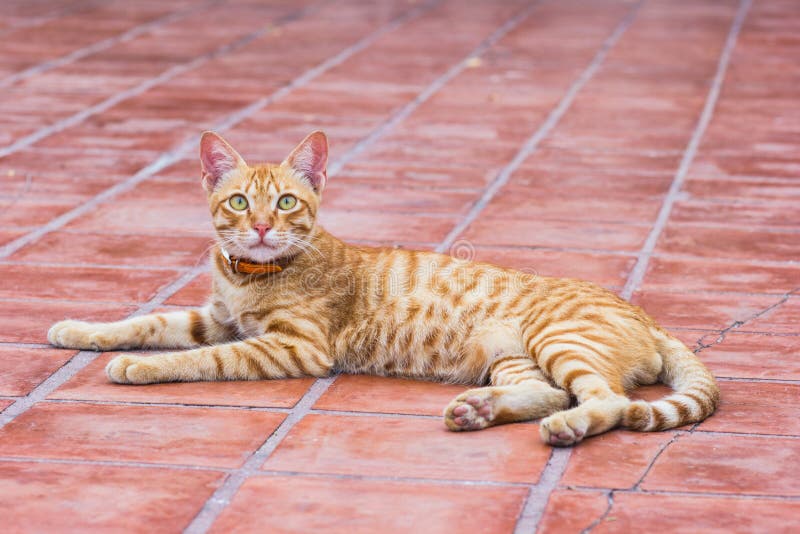 Yellow Cat during the Relaxing Time of Midday Stock Image - Image of ...
