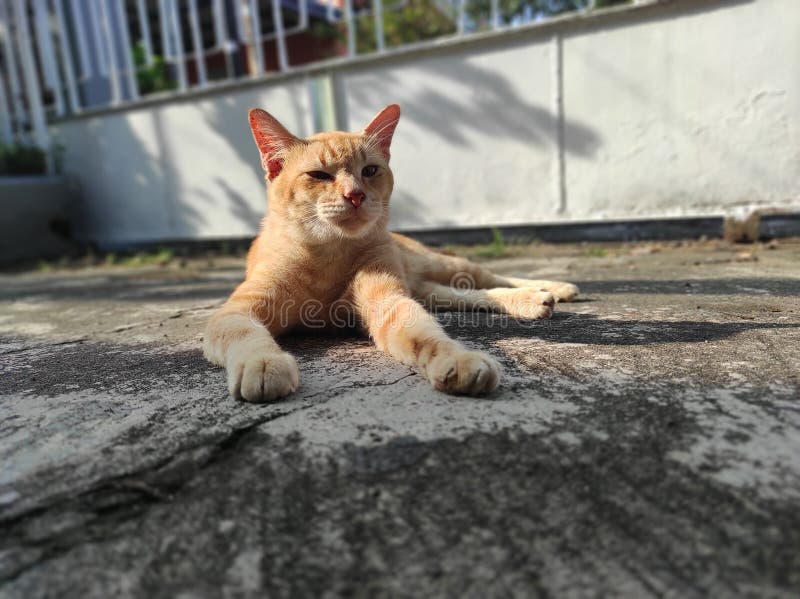 Yellow Cat is Seen Relaxing in the Evening Stock Photo - Image of ...
