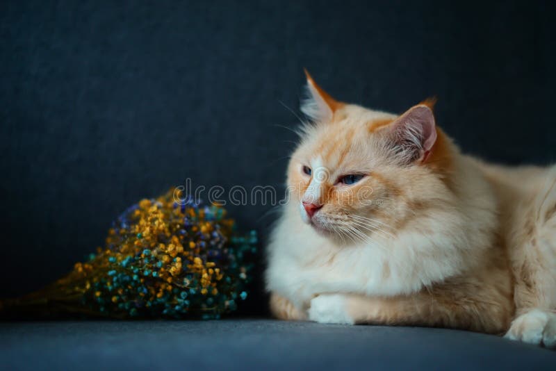 Yellow Cat Sit Down with Flowers, Think about Something Stock Photo ...