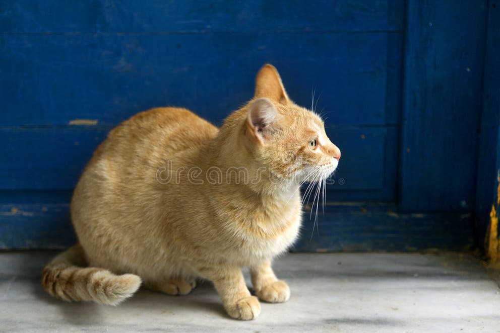 A yellow cat sitting stock photo. Image of rest, yellow - 27403312