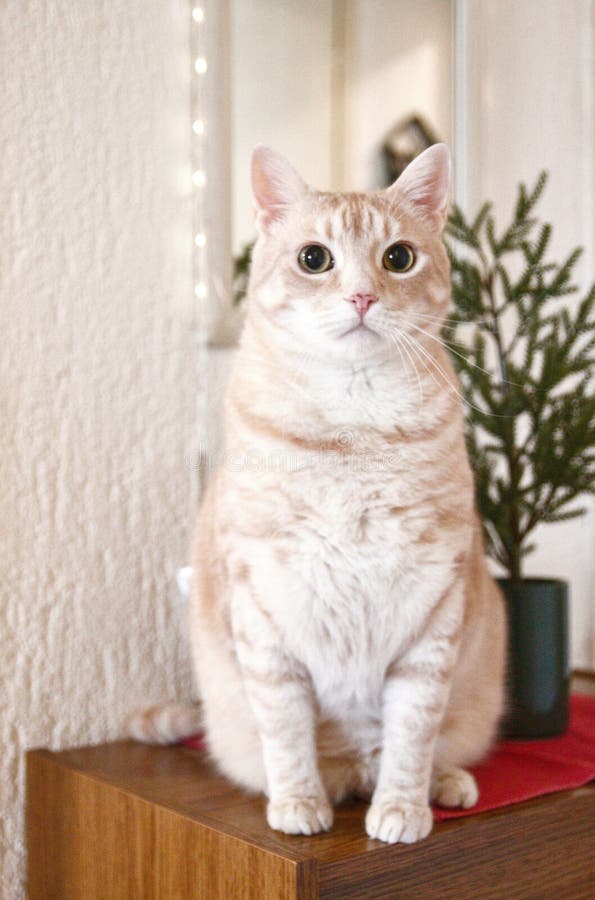 Yellow Cat stock image. Image of healthy, yellow, mammal - 47403921