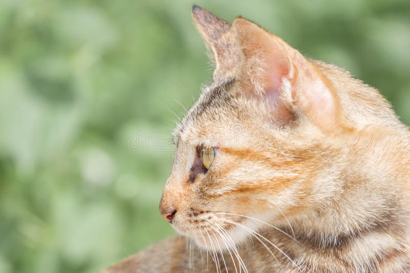 Yellow cat stock image. Image of white, katty, feline - 85559035