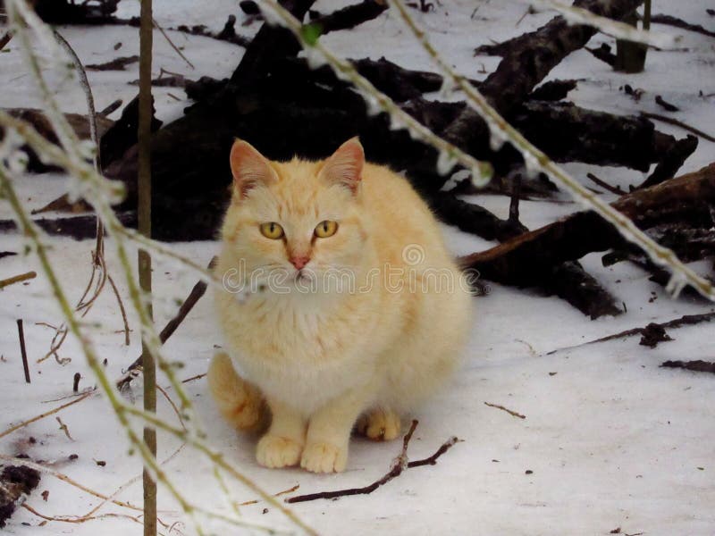 Yellow cat sitting in snow stock photo. Image of flower - 213684350