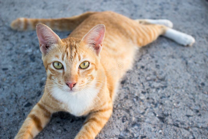 Yellow Cat stock photo. Image of soft, cute, yellow, portrait - 81265766