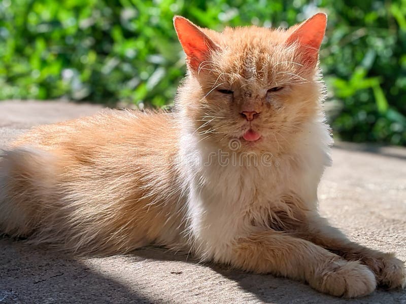 A Yellow Cat is Sunbathing in Front of the House Stock Image - Image of ...