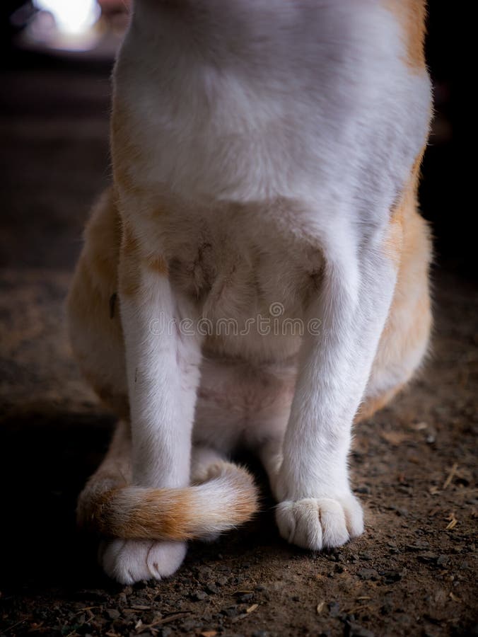Yellow Cat with a Tail Around Its Leg Stock Photo - Image of brown ...