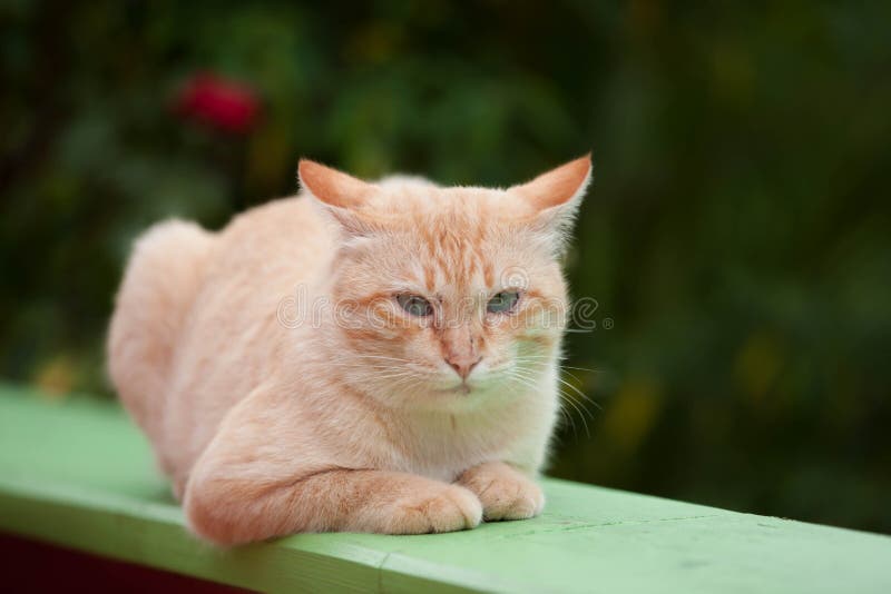 Yellow cat stock photo. Image of mysterious, kitten, feline - 34833384