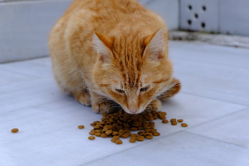 Yellow Cat Threatening the Invading Cat Stock Image - Image of eyes ...