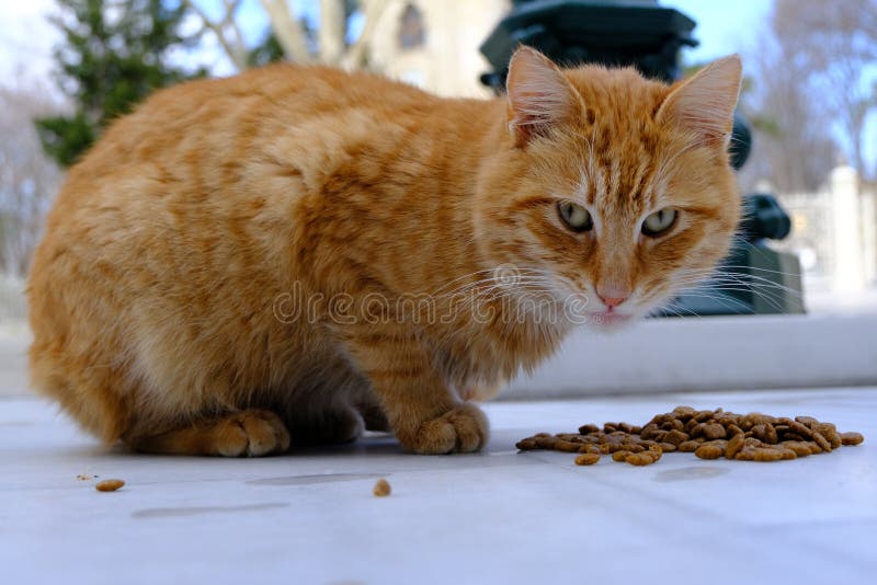 Yellow Cat Threatening the Invading Cat Stock Image - Image of pets ...