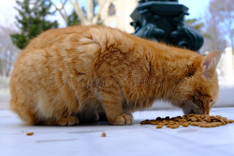 Yellow Cat Threatening the Invading Cat Stock Photo - Image of domestic ...