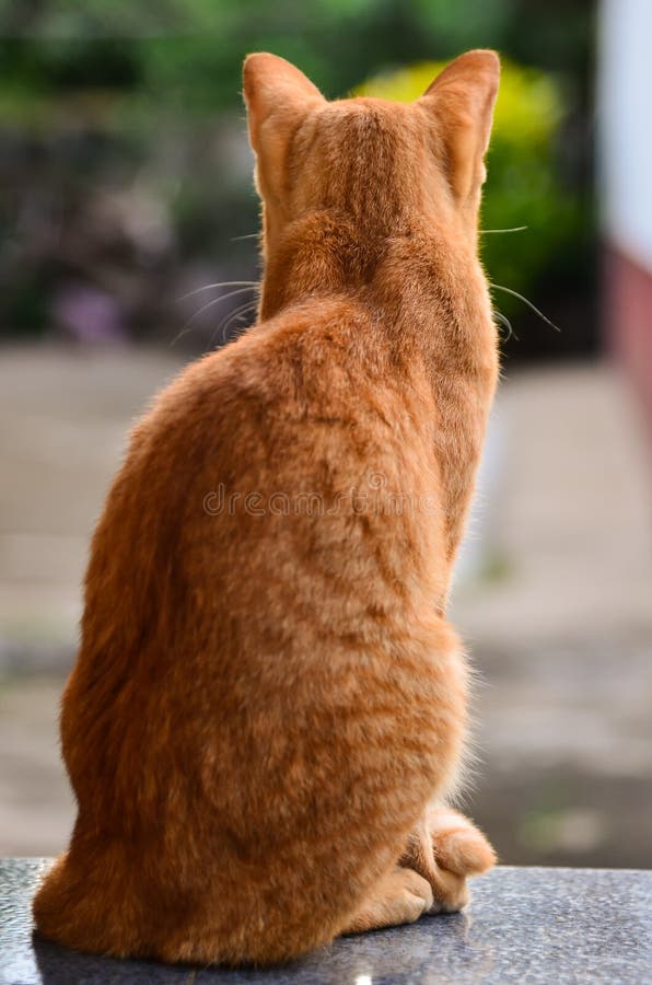 Back view of cat. stock image. Image of waiting, short - 2045681