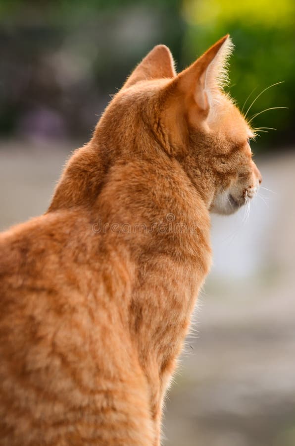 Yellow cat turns stock photo. Image of fluffy, rest, lovely - 44841698