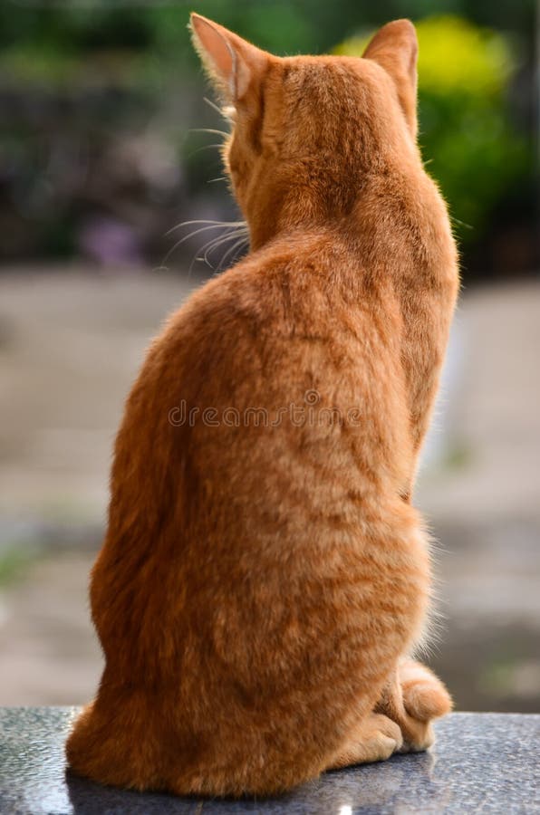Yellow cat turns stock image. Image of portrait, animal - 44841887