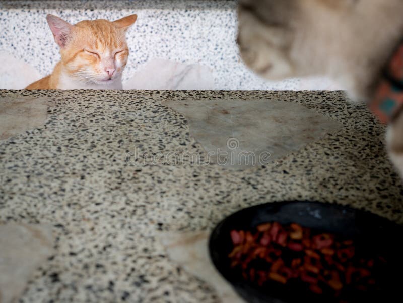 Yellow Cat Waiting for the Gray Cat To Eat Finished Stock Photo - Image ...