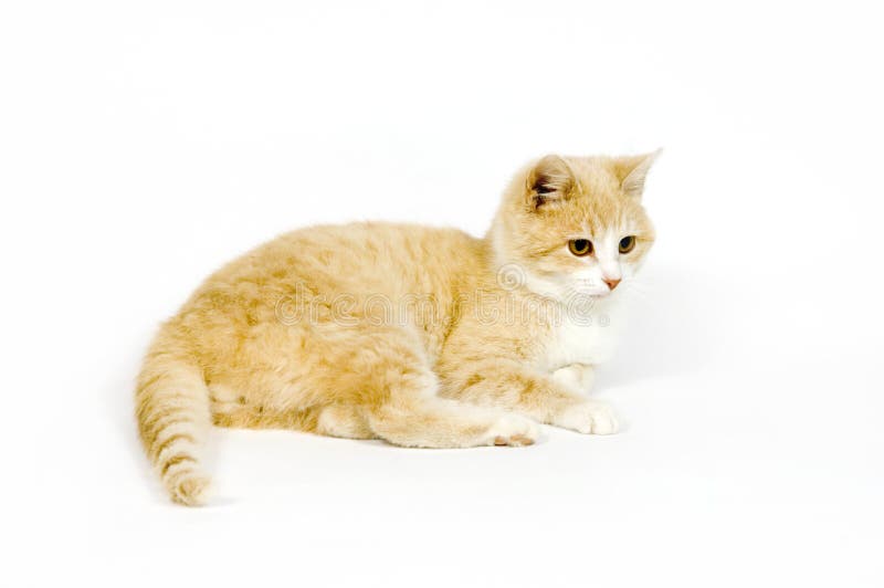 Yellow Cat On White Background Stock Photography - Image: 2338532