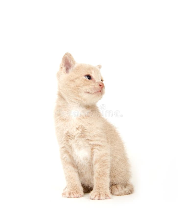 Yellow Cat on White Background Stock Image - Image of yellow, young ...