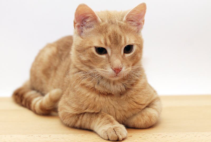 Yellow Cat stock photo. Image of cute, fluff, little - 47736110
