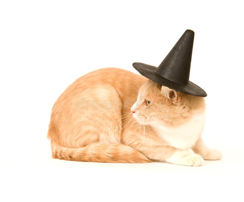 Yellow cat with witch hat stock photo. Image of feline - 6567004