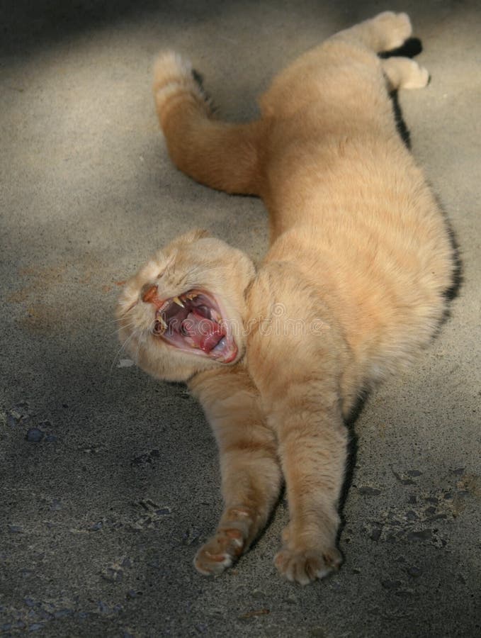 Yellow cat yawning stock photo. Image of mammal, outstretched - 2106880