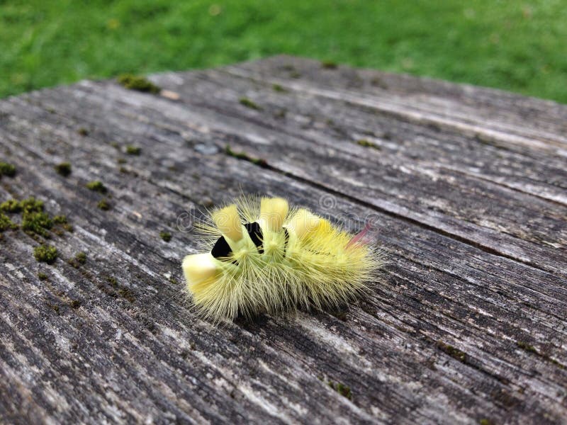 Yellow caterpillar stock image. Image of insects, entomologist - 77641253