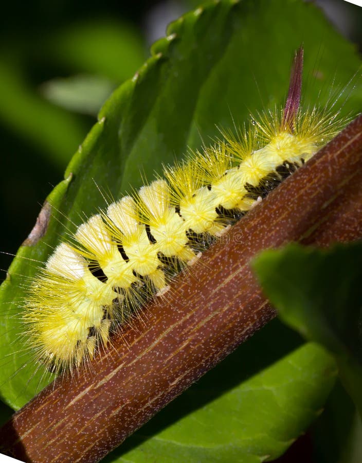 Yellow caterpillar stock photo. Image of butterfly, insect - 71173278