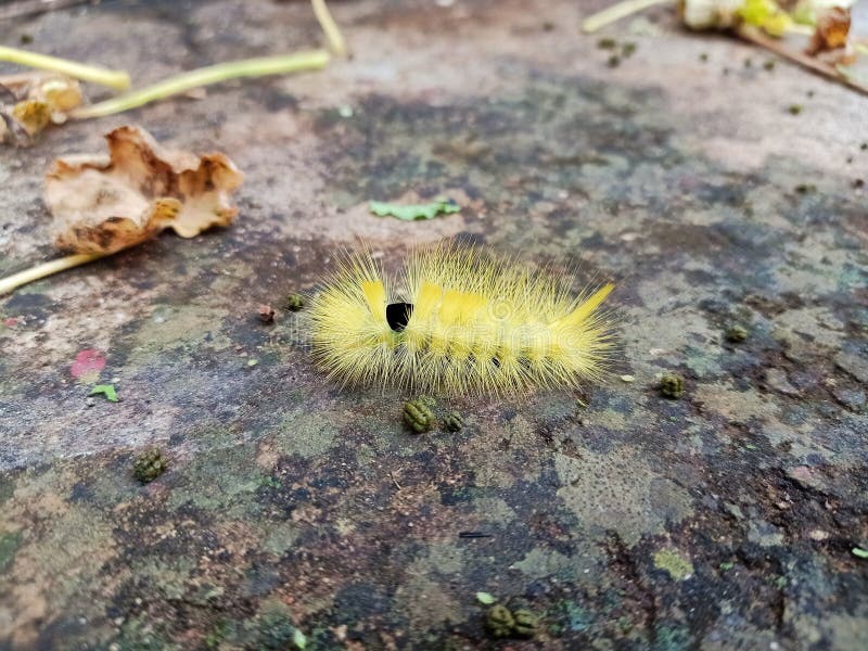 Yellow Caterpillar | Yellow Bug | Spiky Bug Stock Image - Image of ...